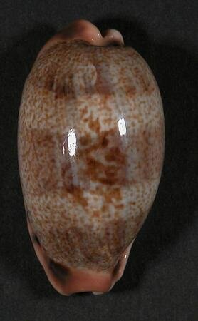 New shells - ShellBrothers - New shells