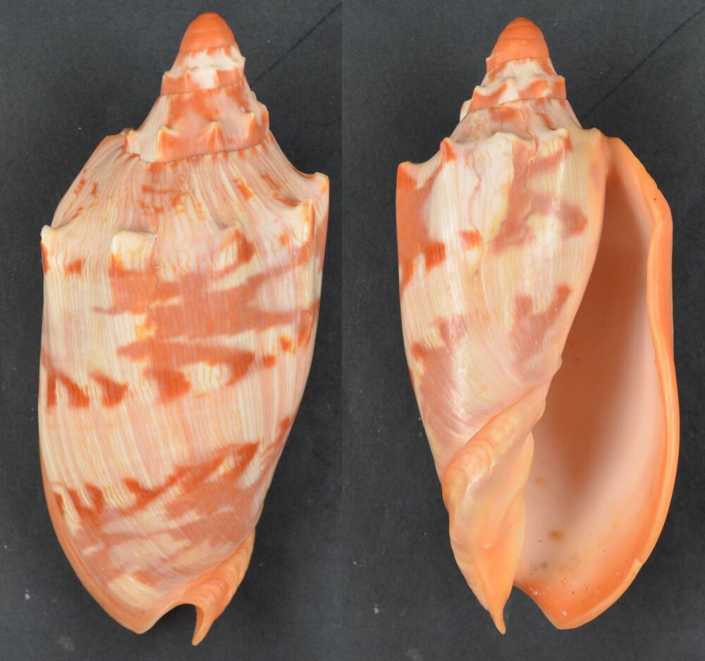 All shells - ShellBrothers - All shells