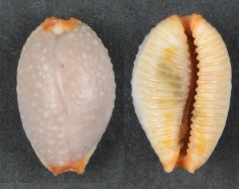 All shells - ShellBrothers - All shells