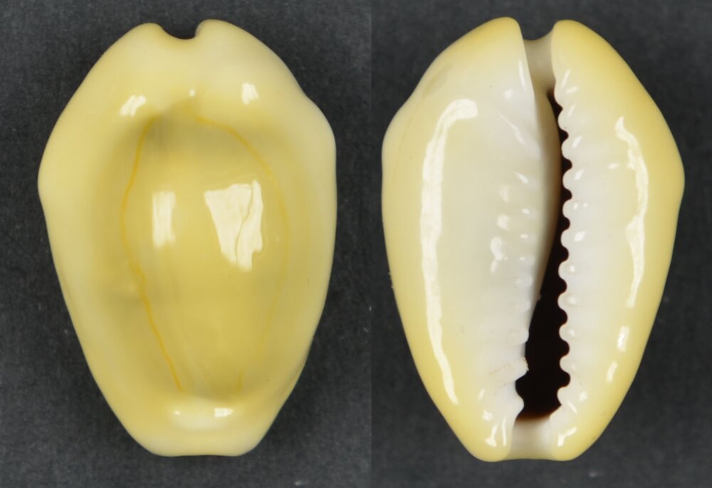 All shells - ShellBrothers - All shells