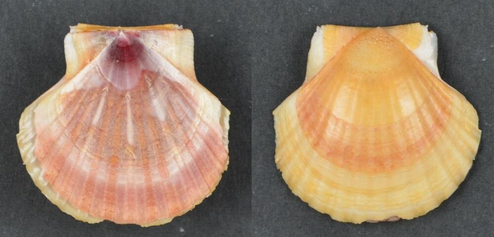 New shells - ShellBrothers - New shells