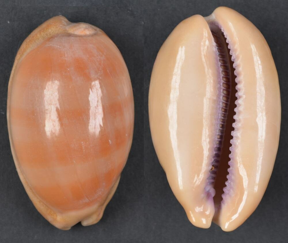 All shells - ShellBrothers - All shells