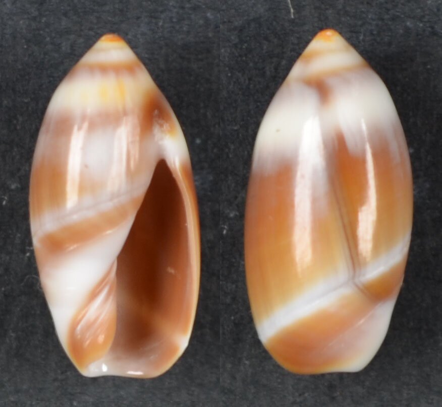 All shells - ShellBrothers - All shells