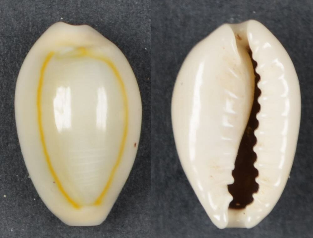 New shells - ShellBrothers - New shells