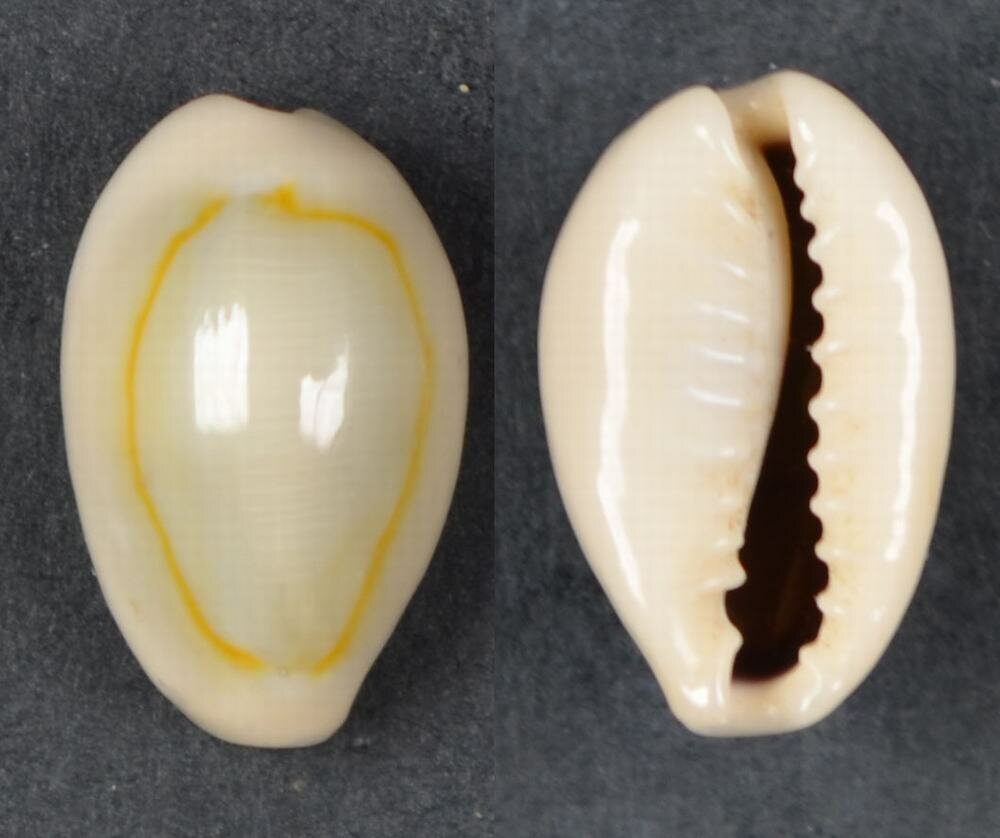 All shells - ShellBrothers - All shells