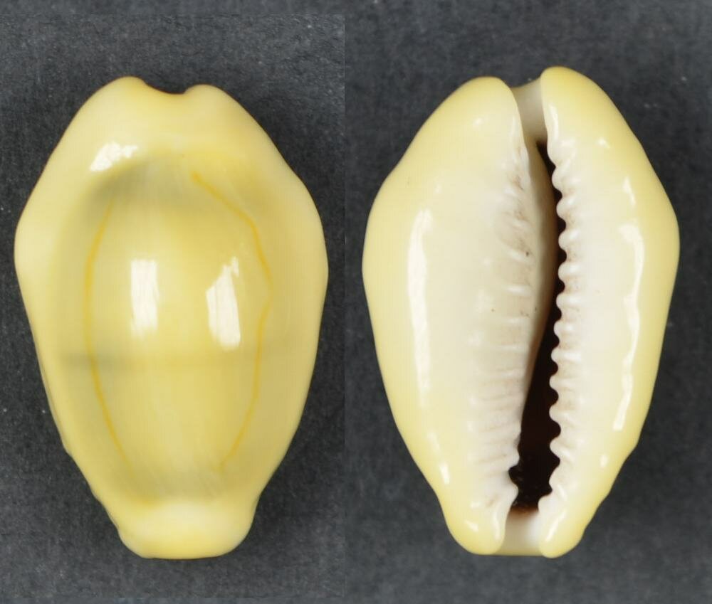 All shells - ShellBrothers - All shells