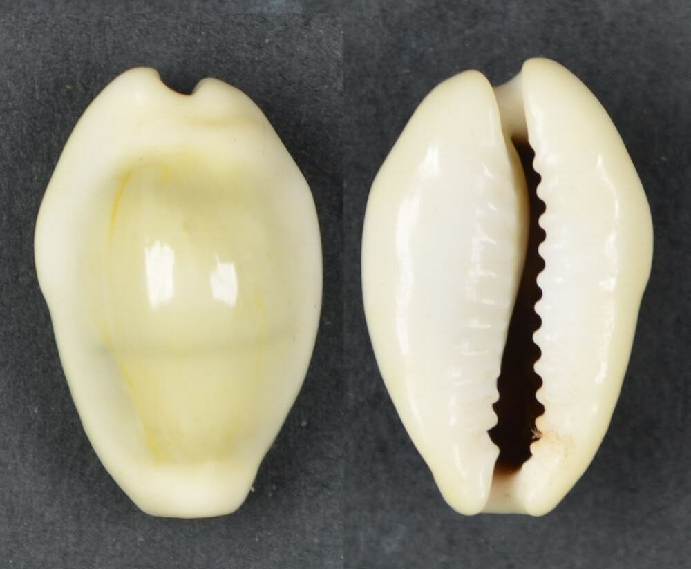 All shells - ShellBrothers - All shells