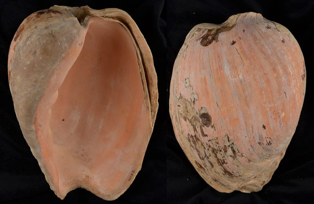 New shells - ShellBrothers - New shells