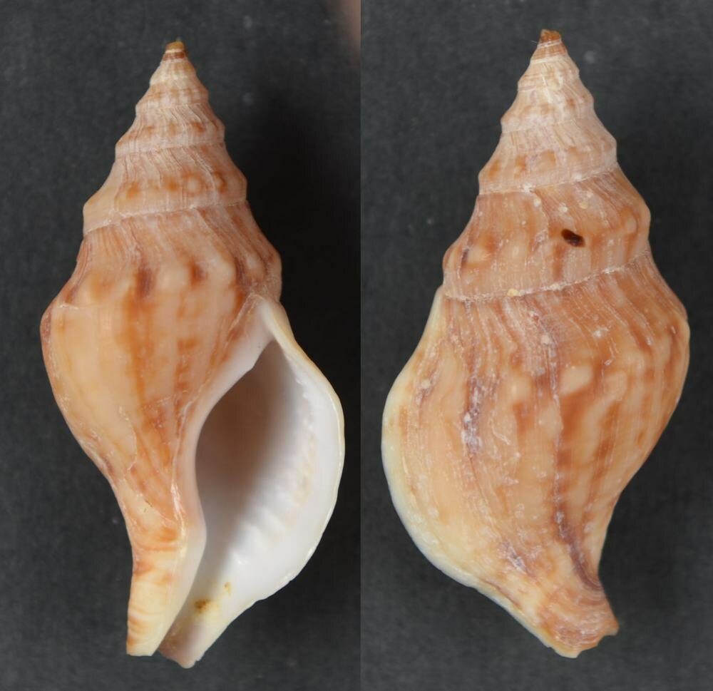 All shells - ShellBrothers - All shells