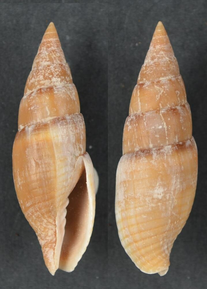 All shells - ShellBrothers - All shells