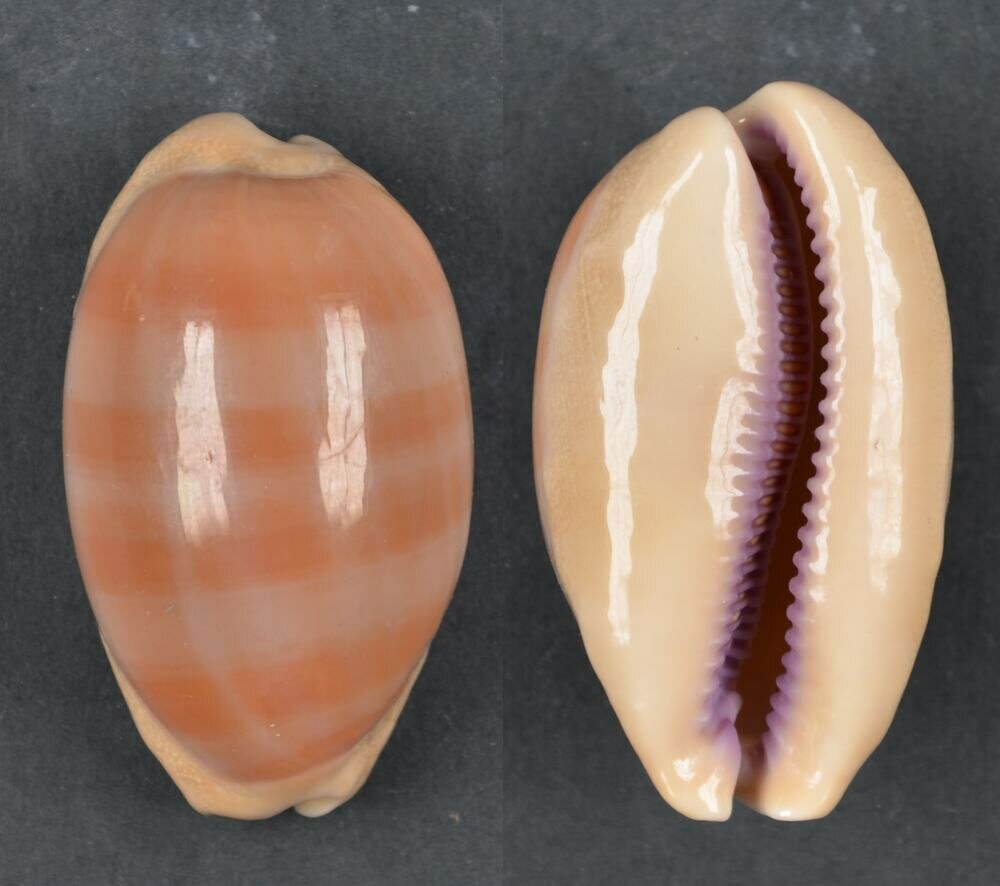 New shells - ShellBrothers - New shells