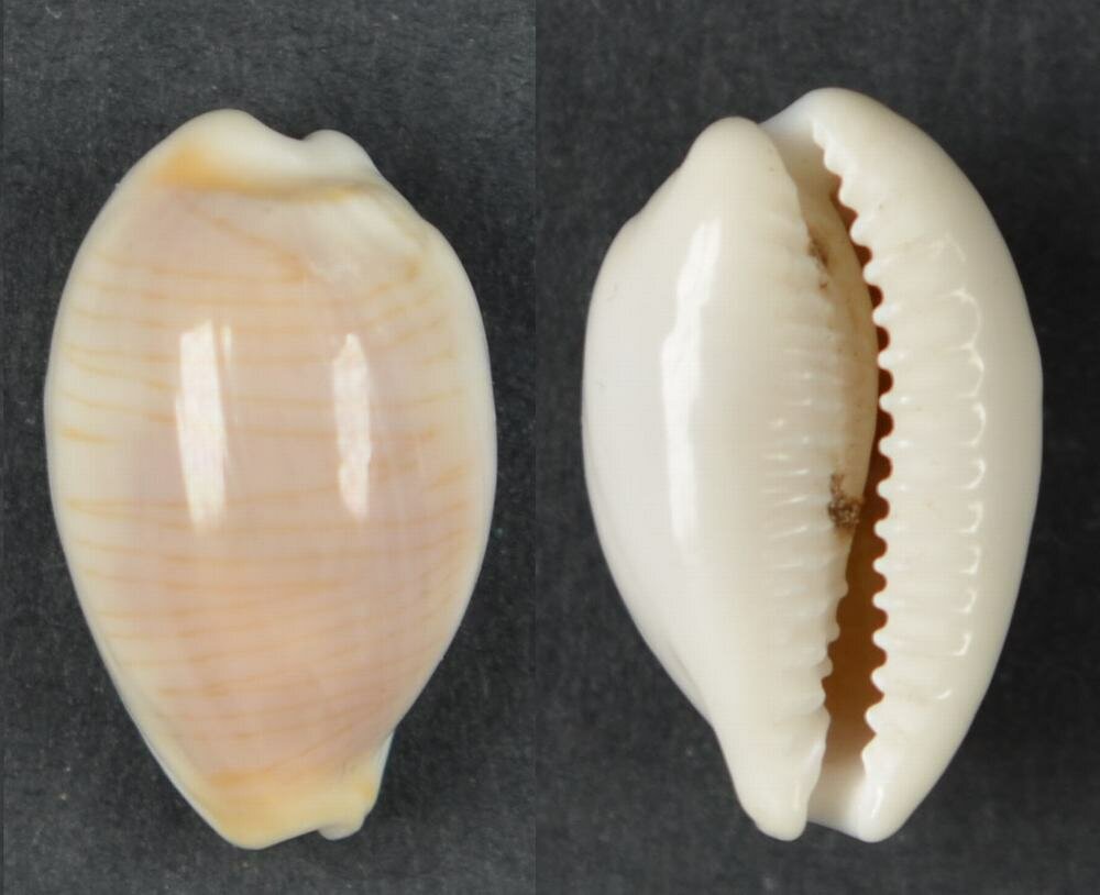 All shells - ShellBrothers - All shells