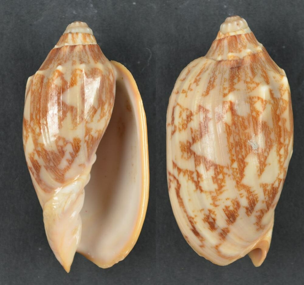 All shells - ShellBrothers - All shells