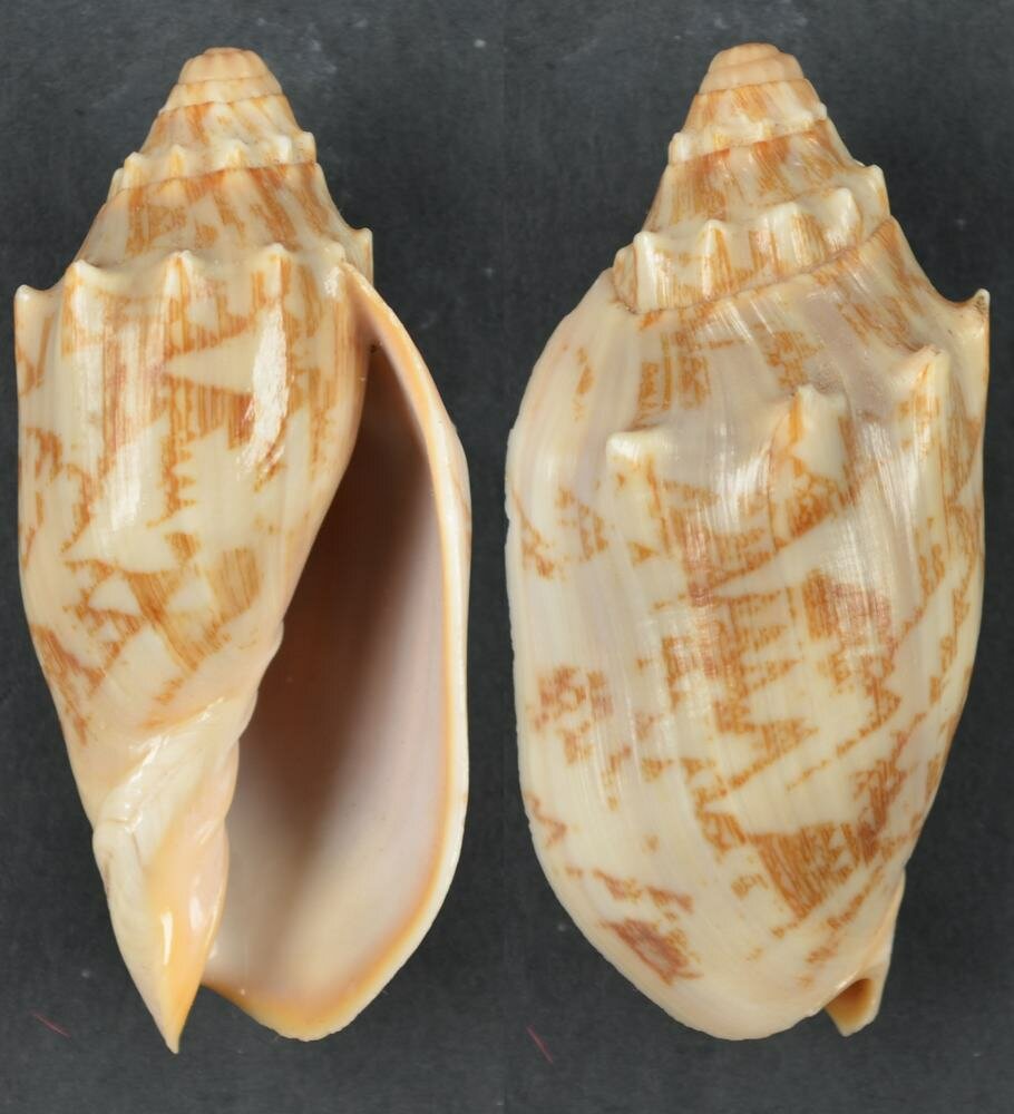All shells - ShellBrothers - All shells