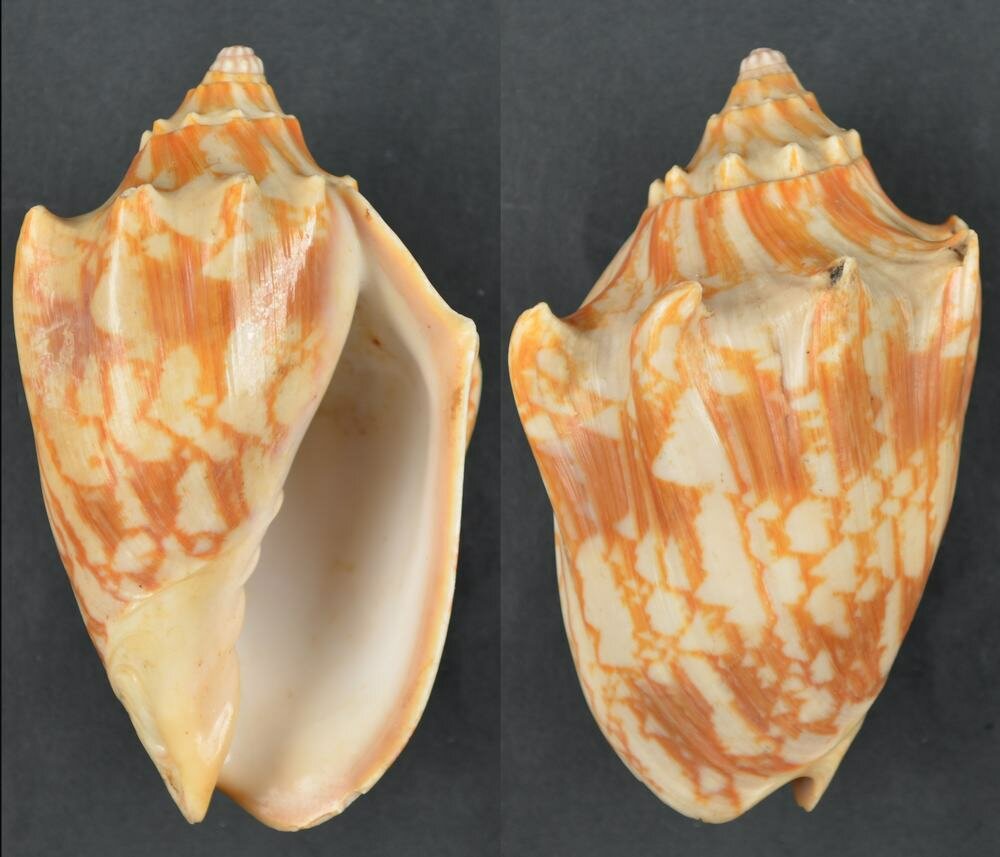 All shells - ShellBrothers - All shells