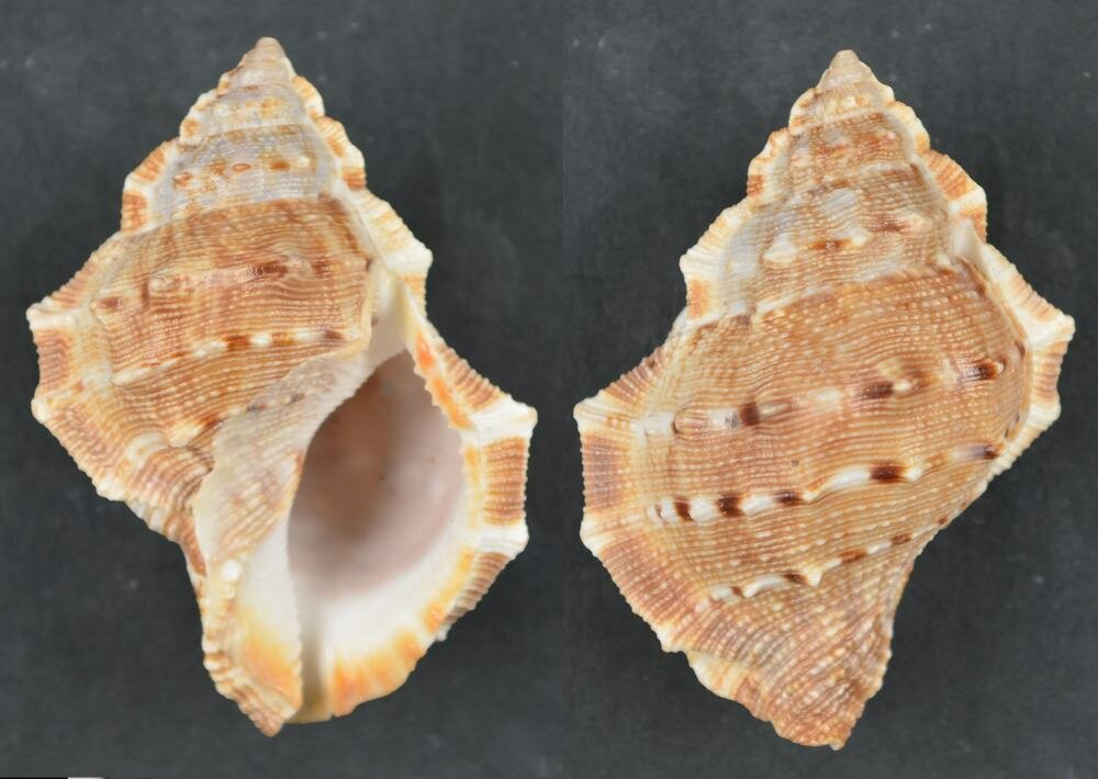 All shells - ShellBrothers - All shells