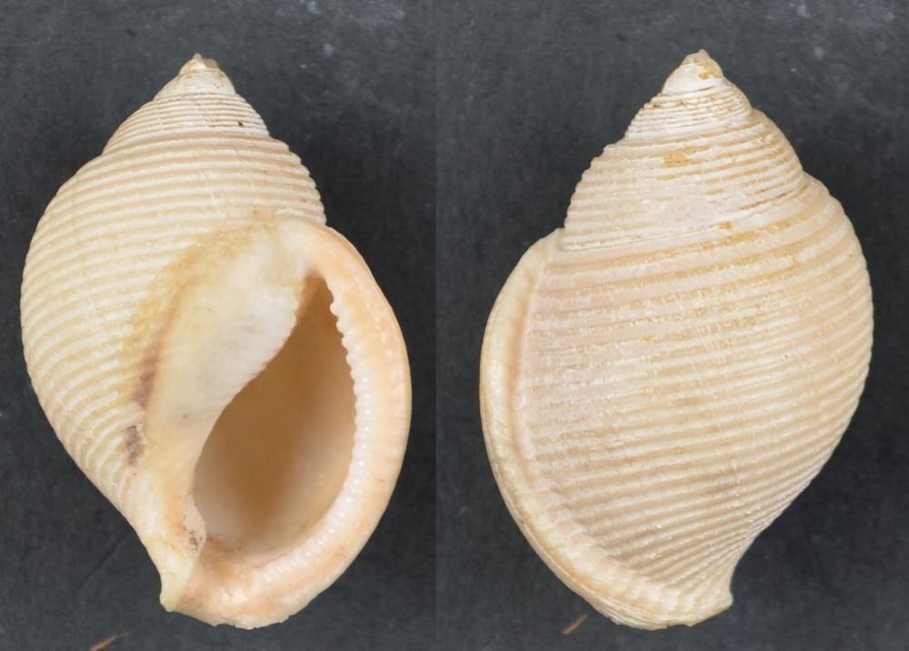 All shells - ShellBrothers - All shells