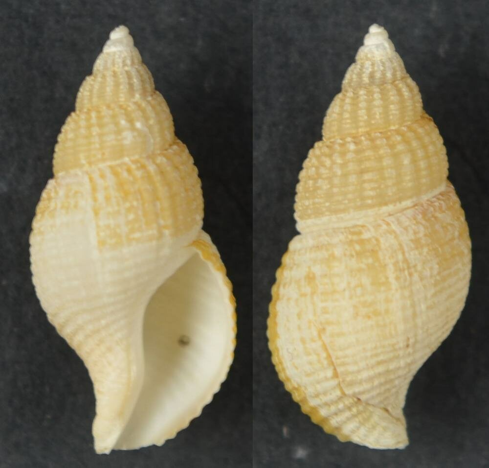 All shells - ShellBrothers - All shells