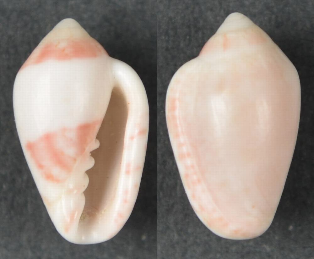 All shells - ShellBrothers - All shells