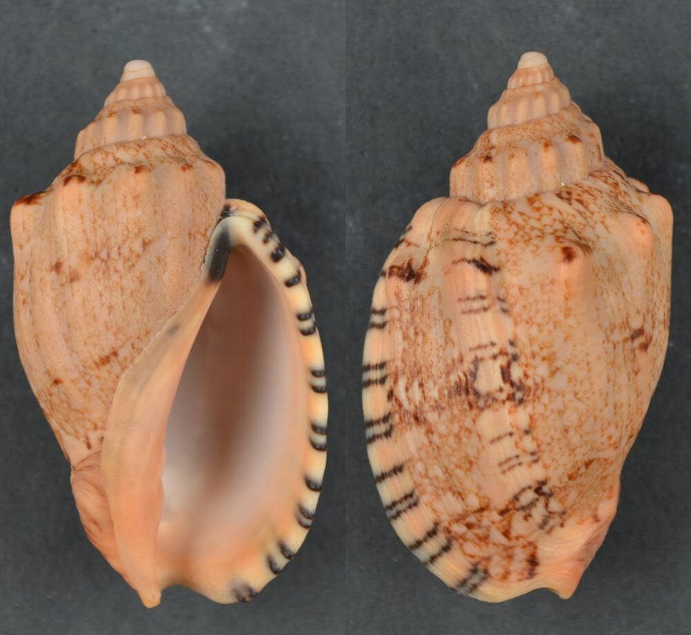 All shells - ShellBrothers - All shells