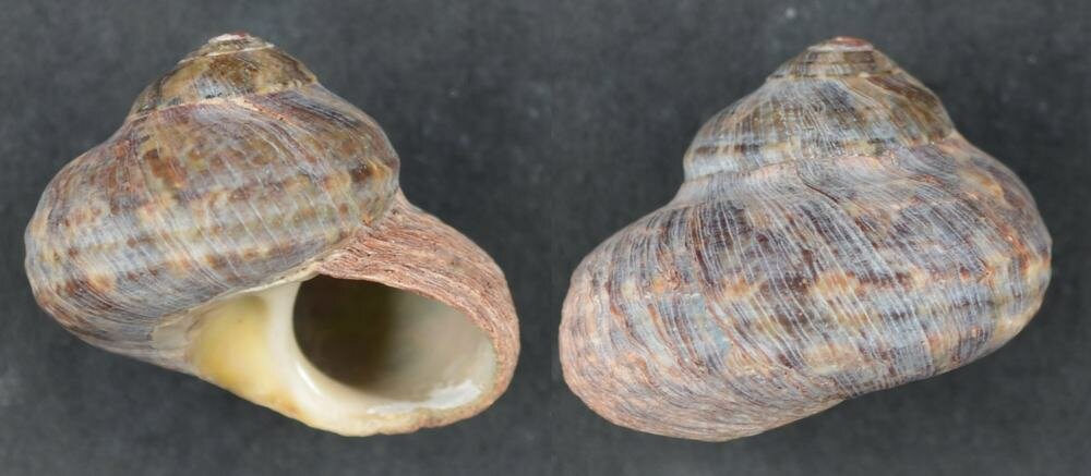 All shells - ShellBrothers - All shells
