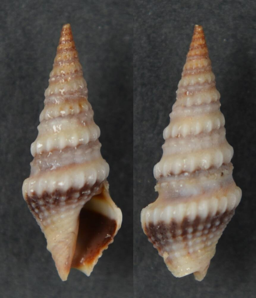 All shells - ShellBrothers - All shells