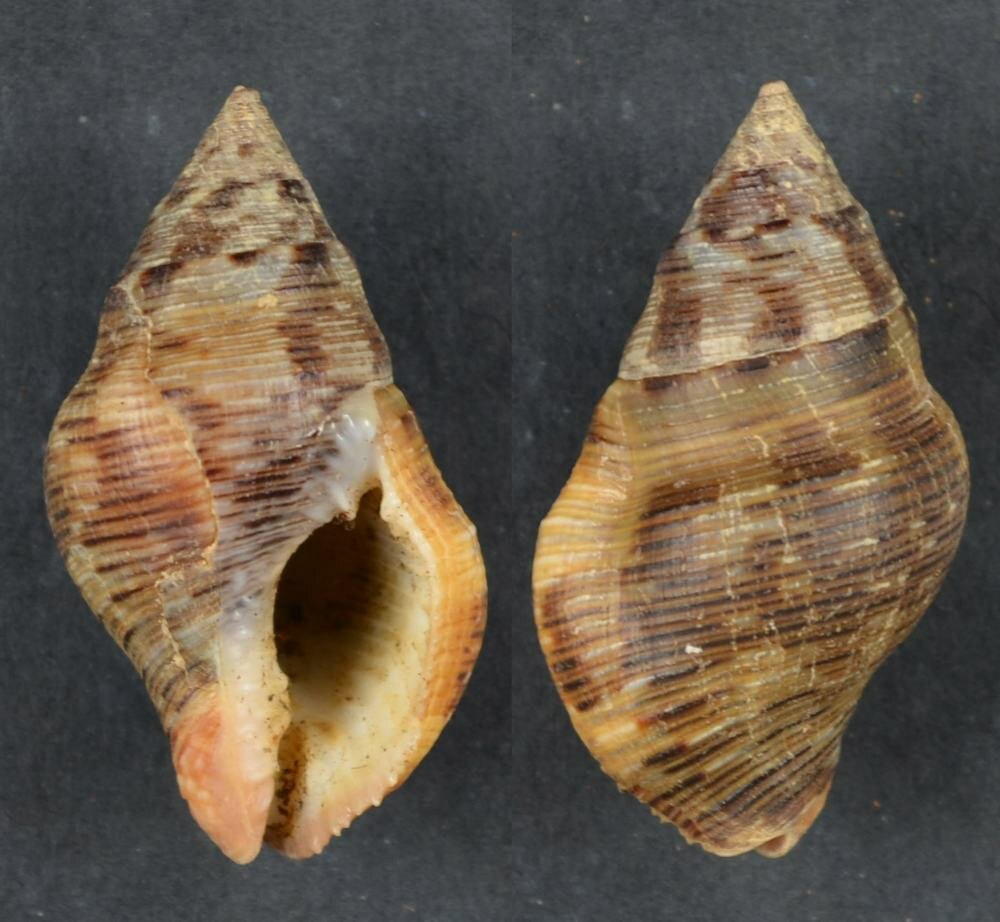 All shells - ShellBrothers - All shells