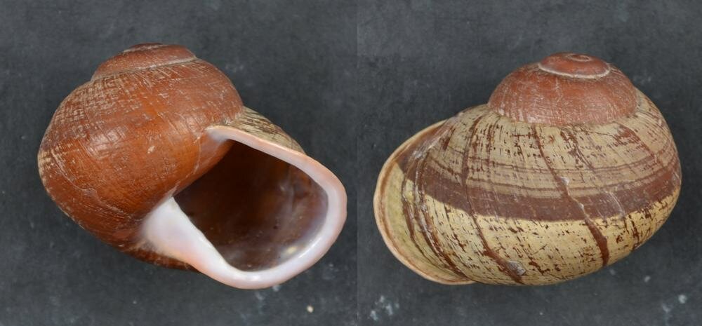 All shells - ShellBrothers - All shells