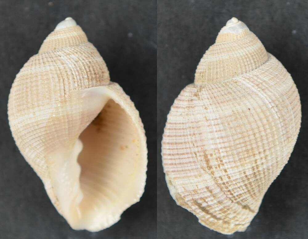 All shells - ShellBrothers - All shells