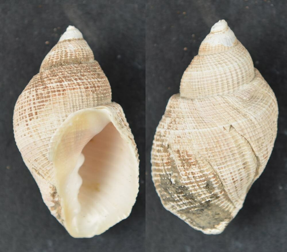 All shells - ShellBrothers - All shells