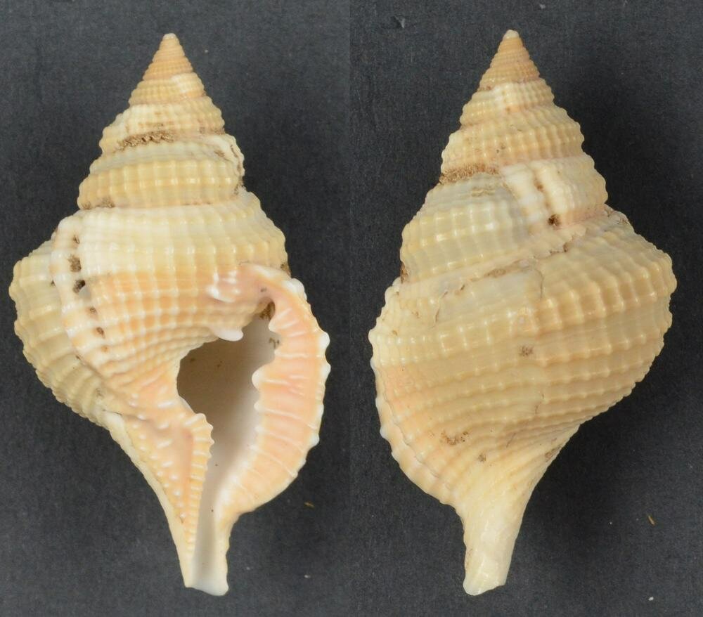 All shells - ShellBrothers - All shells