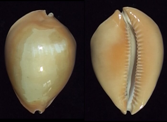 Top shells - ShellBrothers - Top shells