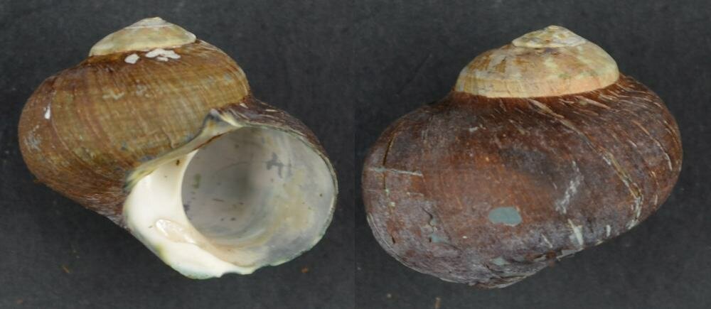 New shells - ShellBrothers - New shells