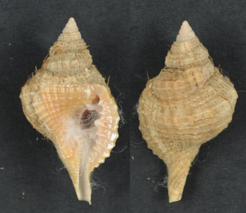 All shells - ShellBrothers - All shells