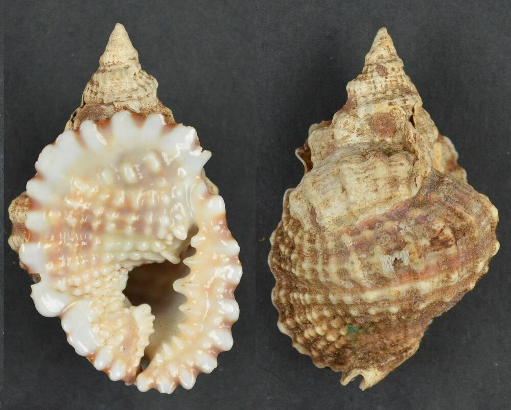 All shells - ShellBrothers - All shells