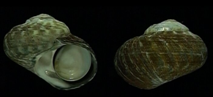 All shells - ShellBrothers - All shells