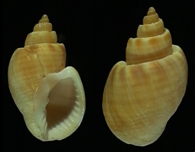 All shells - ShellBrothers - All shells