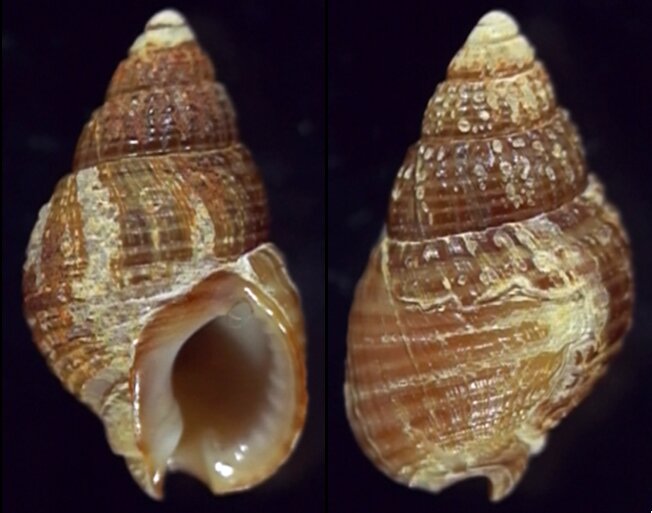 All shells - ShellBrothers - All shells