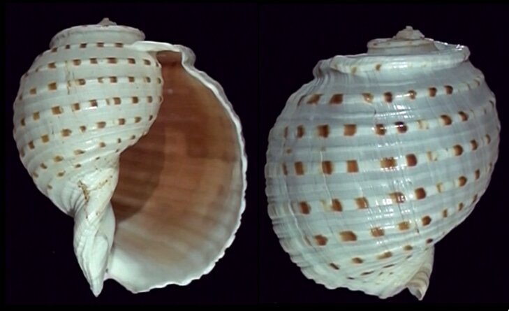 Top shells - ShellBrothers - Top shells