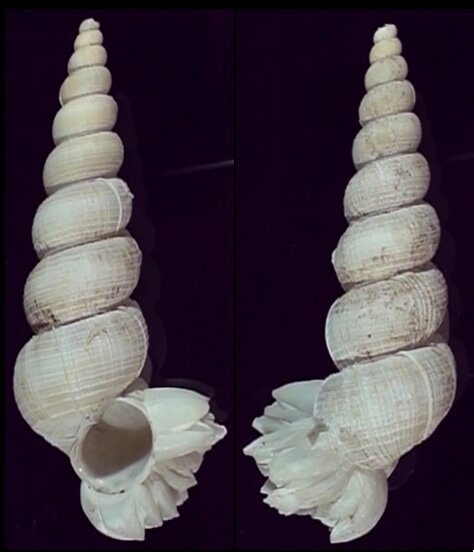 All shells - ShellBrothers - All shells