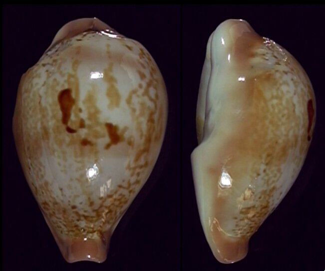 All shells - ShellBrothers - All shells