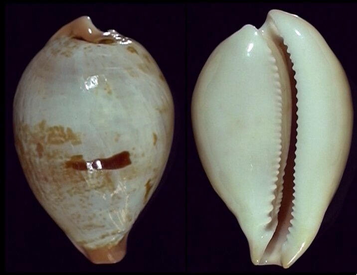 All shells - ShellBrothers - All shells