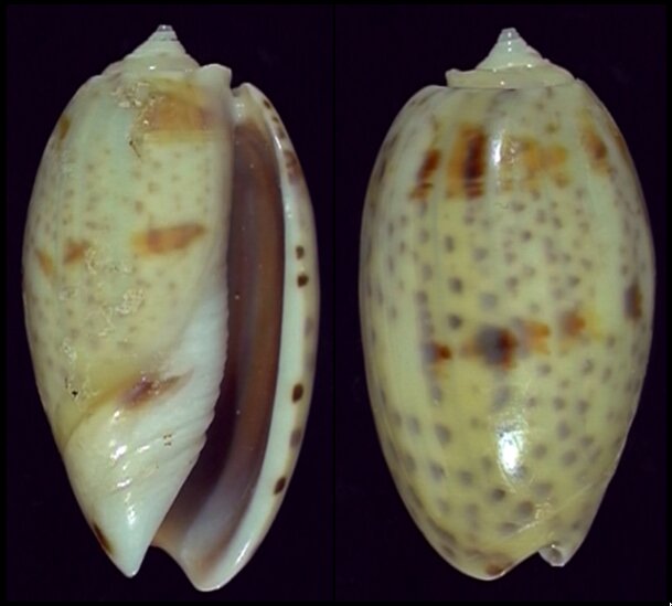 All shells - ShellBrothers - All shells