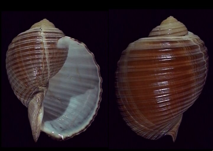 New shells - ShellBrothers - New shells