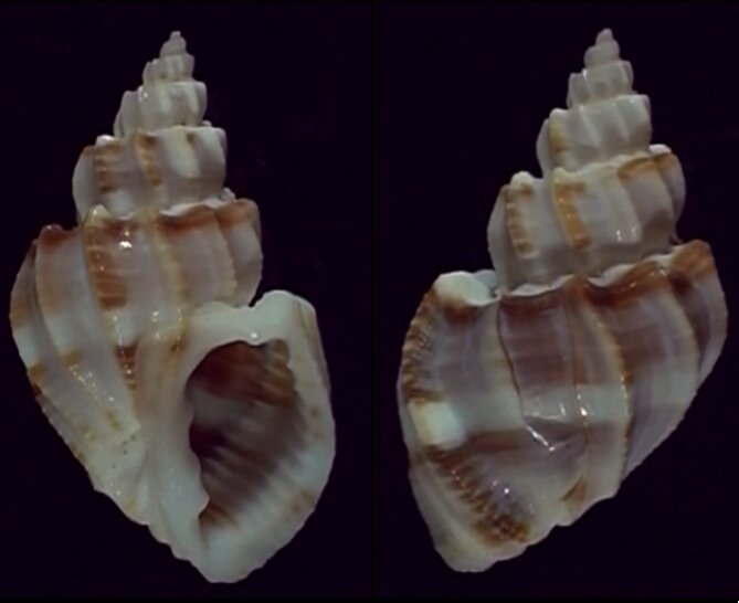 All shells - ShellBrothers - All shells