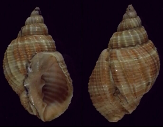 All shells - ShellBrothers - All shells