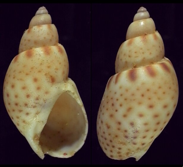 New shells - ShellBrothers - New shells