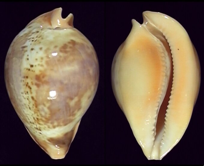 Top shells - ShellBrothers - Top shells