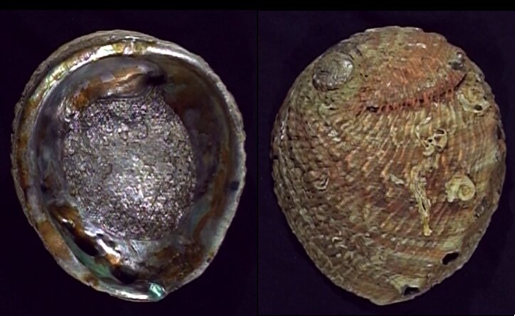 All shells - ShellBrothers - All shells