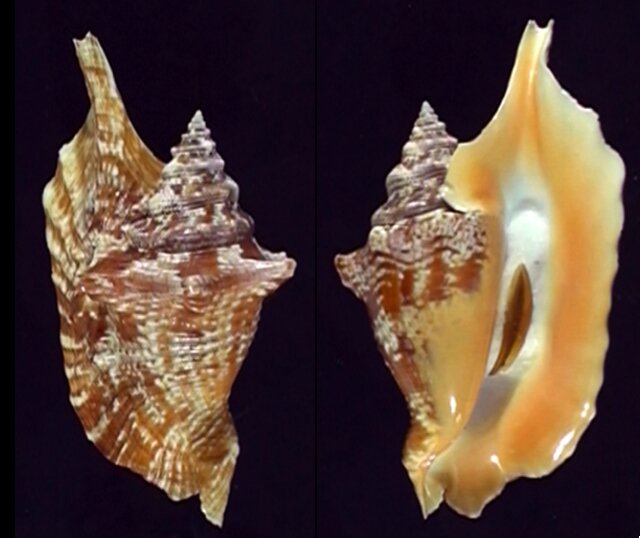 All shells - ShellBrothers - All shells